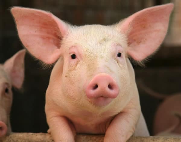 Caras de marranos - Imagui